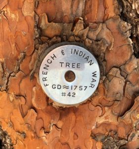 Looking for Medallion Trees on the Faulty Trail | Gentle Art of Wandering